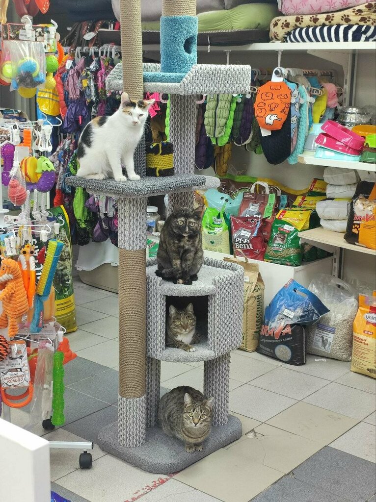 Petshop Кот Бегемот, Kamensk‑Uralski, foto