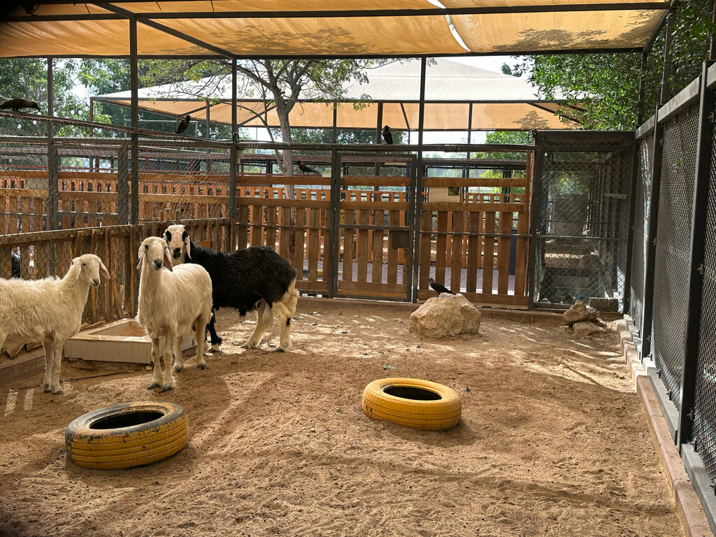 Hayvanat bahçeleri Pet Farm, Dubai, foto