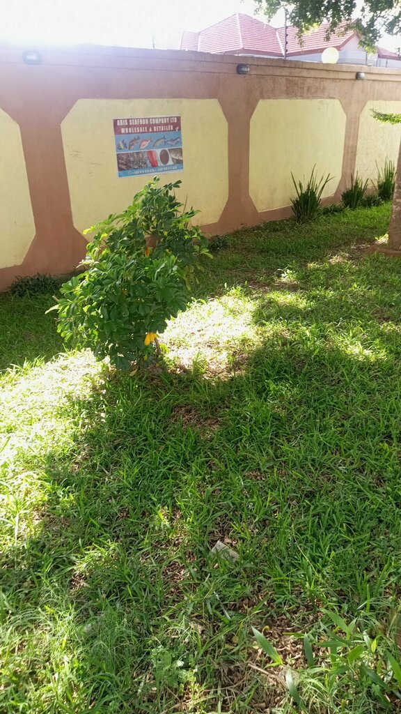 Balık ve deniz ürünleri Aris seafood company Ltd, Lusaka, foto