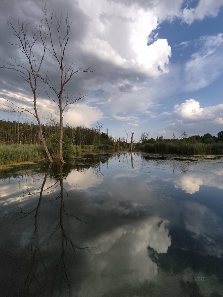 Orman урочище Ямное, Belgorodskaya oblastı, foto