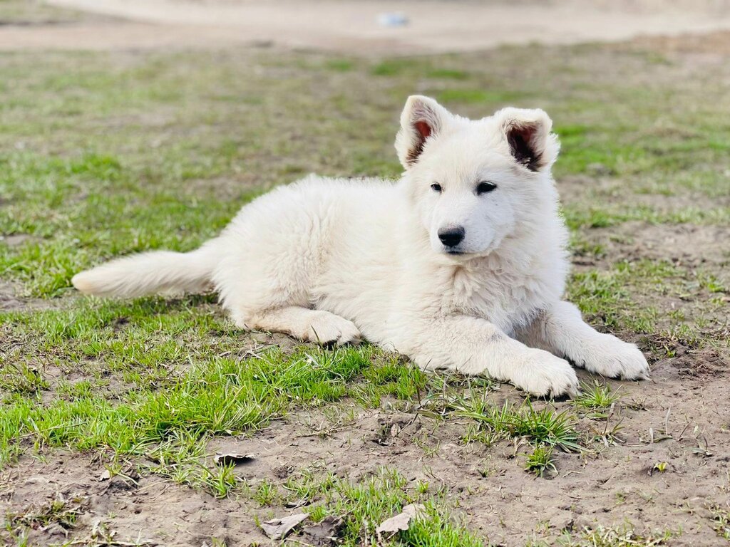 Evcil hayvan yetiştiricileri Owl nest, Riazanskaya oblastı, foto
