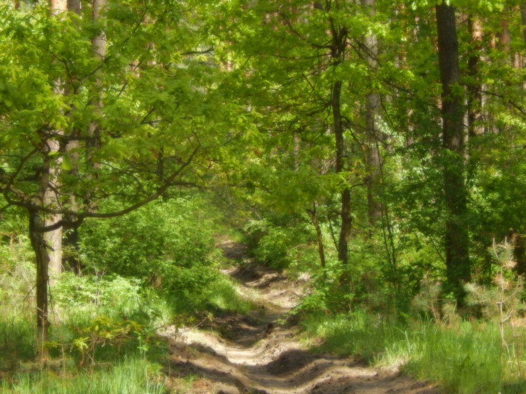 Orman урочище Рахоль, Kurskaya oblastı, foto