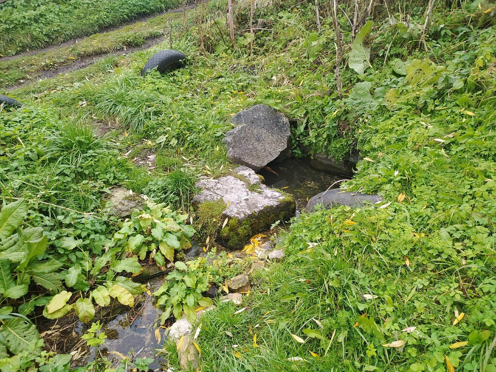 Pınar, çay Источник, Pskovskaya oblastı, foto
