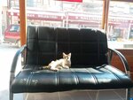 Han Veteriner Kliniği (Nasuhpaşa Mah., Cumhuriyet Alanı 3. Sok., No:44, Nallıhan, Ankara), veteriner klinikleri  Nallıhan'dan