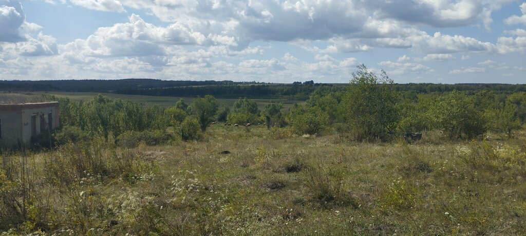 Orman Круглый лес, Saratovskaya oblastı, foto