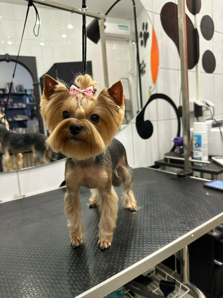 Evcil hayvan kuaförleri Snoop Dog, Liubertsy, foto