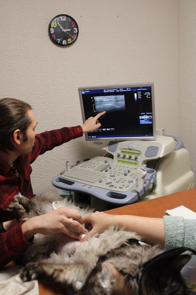 Uzmanlık eğitimi Academy of veterinary diagnostics, Saint‑Petersburg, foto