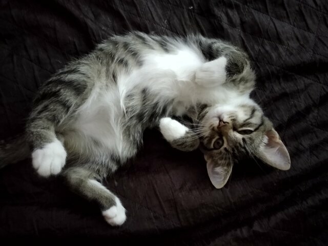 Pet otel Четыре лапы, Zheleznogorsk, foto