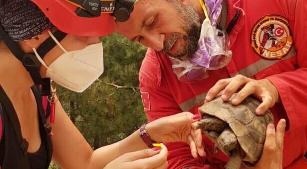 Sivil toplum kuruluşları Nesar Arama Kurtarma Derneği, İstanbul, foto