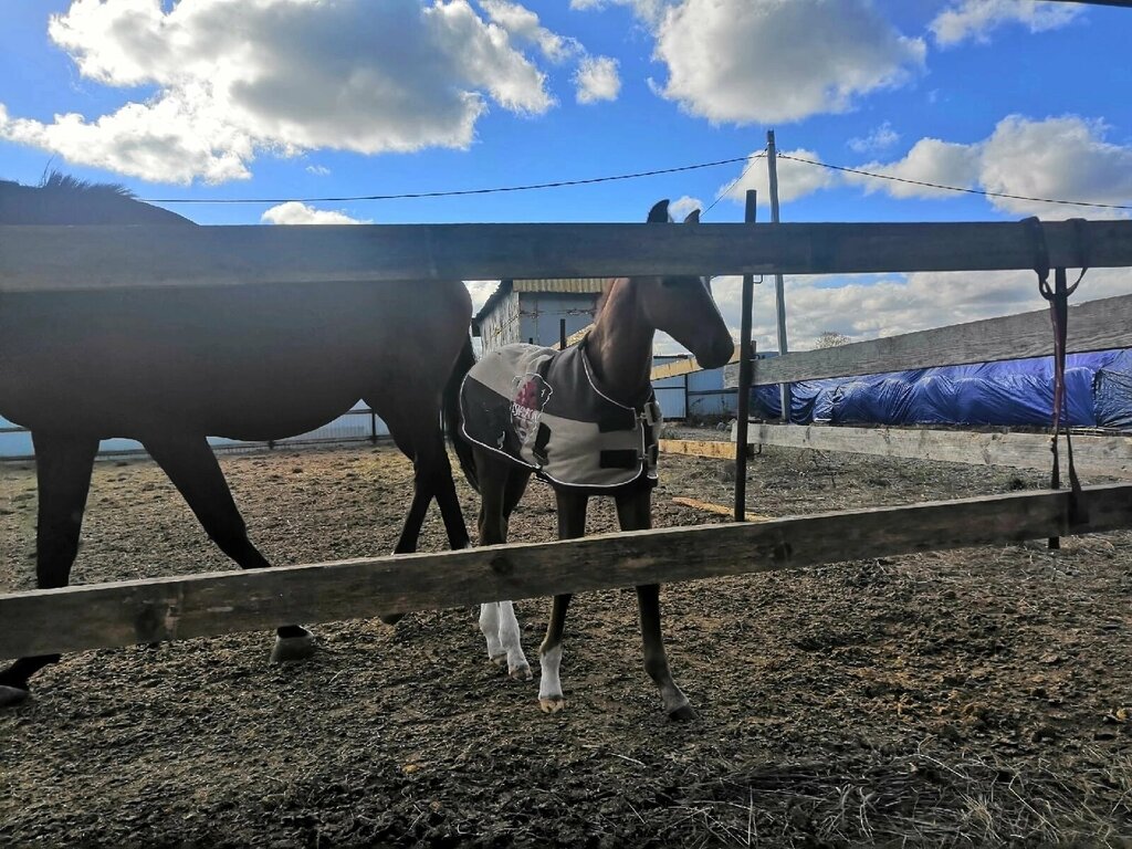 At ve binicilik kulüpleri Асгард, Sverdlovskaya oblastı, foto
