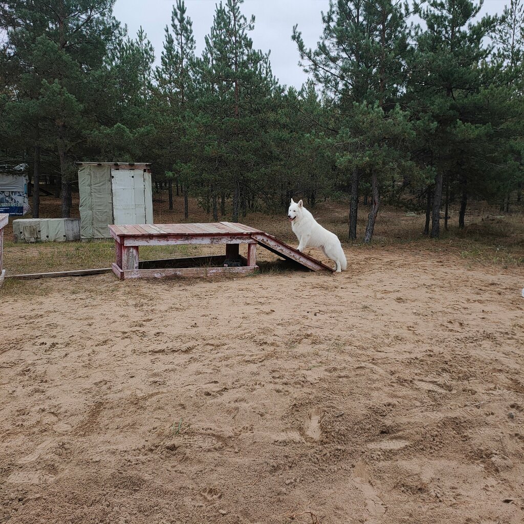 Köpek gezdirme alanları Кинологическая площадка Созвездие псов, Nijni Novgorod, foto