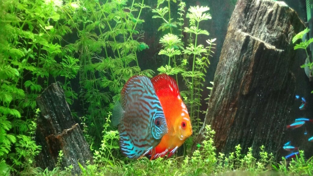 Petshop Pelikan Pet Shop, İzmir, foto