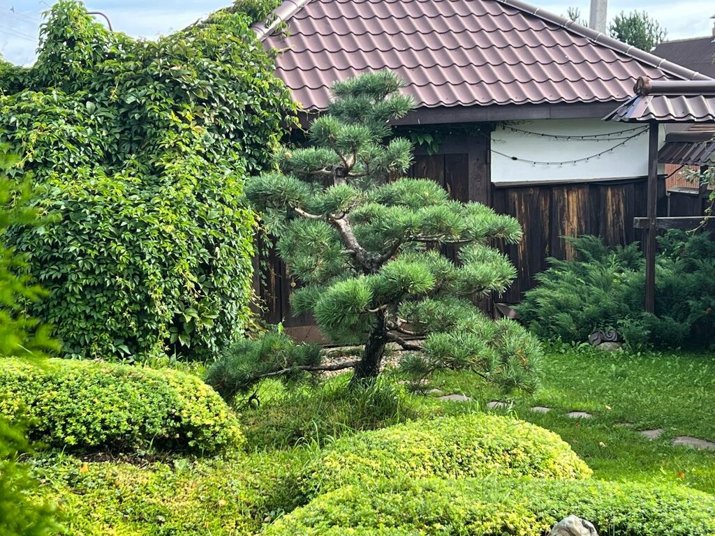 Fidan yetiştiriciliği Flora garden, Brestskaya oblastı, foto