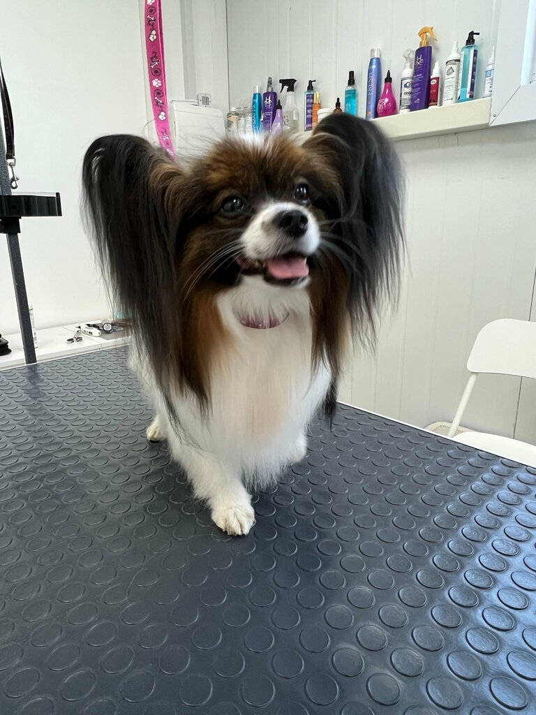 Evcil hayvan kuaförleri Grooming, Aprelevka, foto