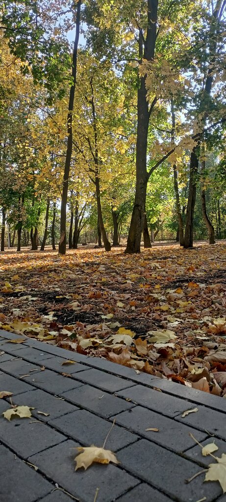 Kültür ve eğlence parkları Ясенковский парк, Voronejskaya oblastı, foto