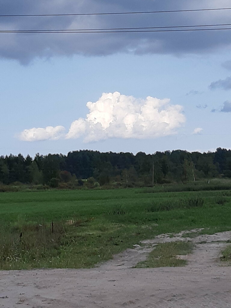 Hayvancılık Zhivotnovodchesky kompleks Pervomaysky, Saint‑Petersburg ve Leningradskaya oblastı, foto
