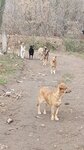 Dobrota (ulitsa Tsiolkovskogo No:48Б), hayvan barınakları, kulüpleri ve otelleri  Ufa'dan