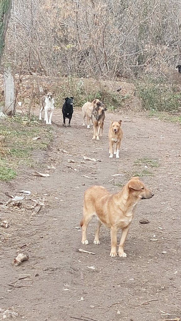 Hayvan barınakları, kulüpleri ve otelleri Dobrota, Ufa, foto