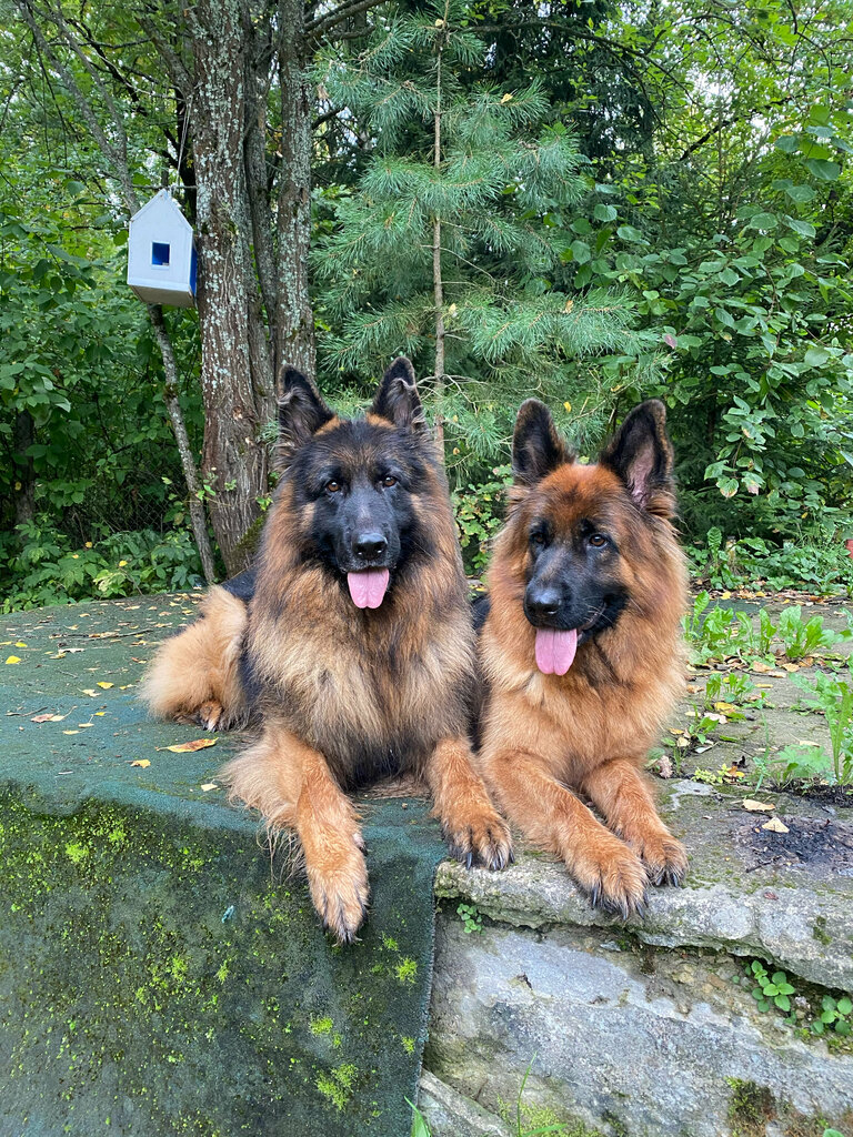 Hayvanat bahçesi merkezi Со Снежных Гор, Moskova ve Moskovskaya oblastı, foto