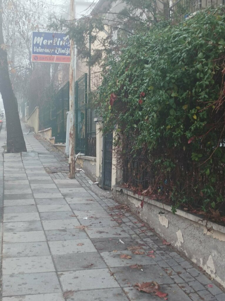 Veteriner klinikleri Merlin Veteriner Kliniği, Ankara, foto