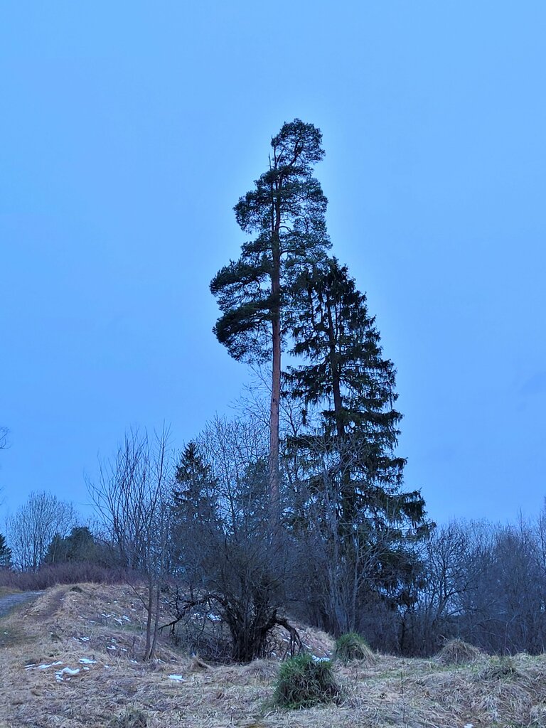 Turistik yerler Остатки парка усадьбы Александровская, Saint‑Petersburg ve Leningradskaya oblastı, foto