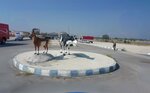 Canlı Hayvan Pazarı (Burdur, Burdur Merkez, Aydınlıkevler Mah.), pazarlar ve çarşılar  Burdur'dan