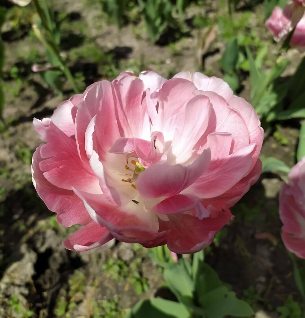 Kültür ve eğlence parkları National Botanic Gardens, Dublin, foto