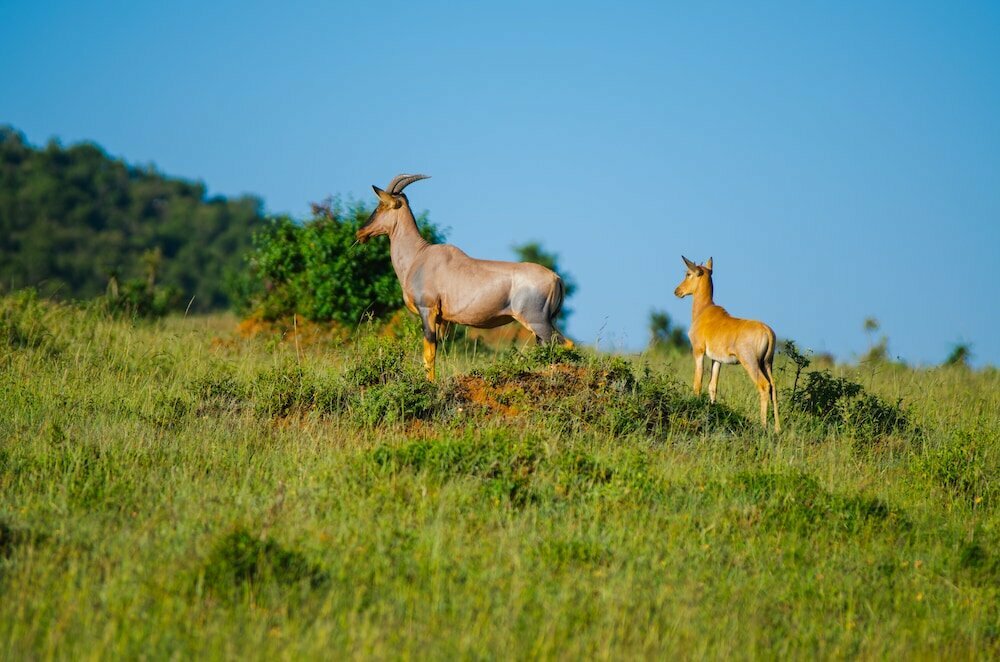 Otel Mara Sidai Camp - Masai Mara, Dünya, foto
