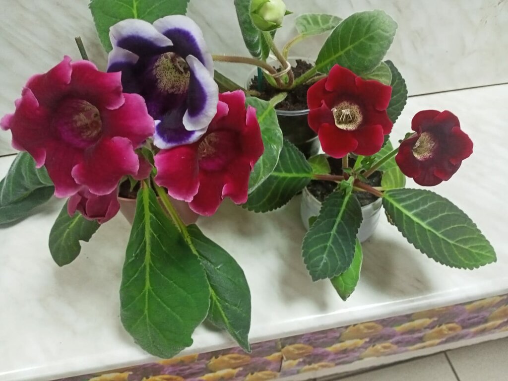 Çiçekçiler Цветы, Penzenskaya oblastı, foto