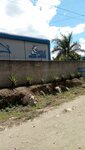 Capital Fosheries (Lusaka, Lusaka, Harry Mwaanga Nkumbula, Katanga Road, 9066), balık ve deniz ürünleri  Lusaka'dan