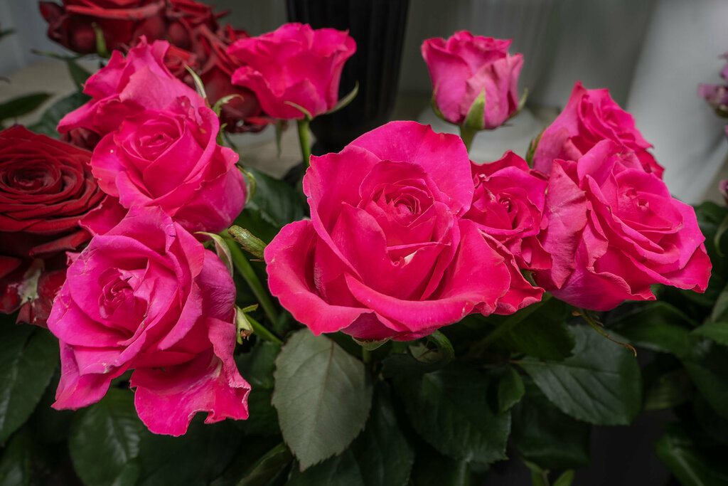 Çiçekçiler Malina. 40, Kaluga, foto