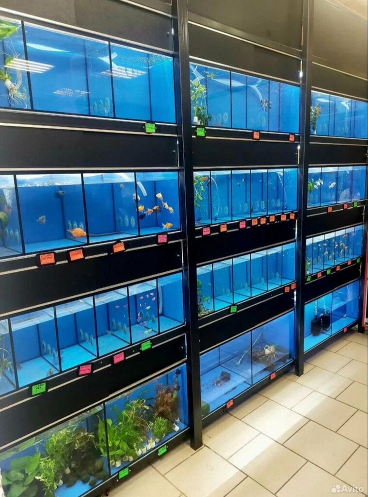 Petshop Zoomagazin, Klintsy, foto