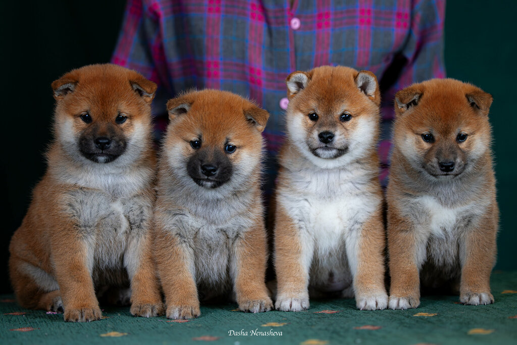 Evcil hayvan yetiştiricileri Астра Брама, Moskova ve Moskovskaya oblastı, foto