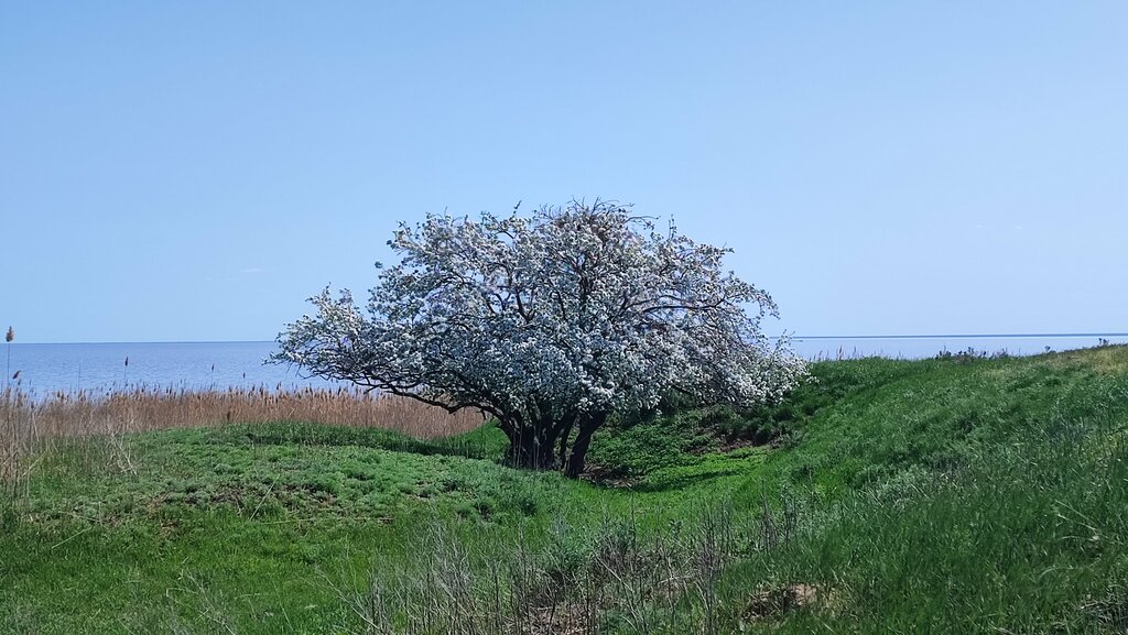 Turistik yerler Крепость Пан, Volgogradskaya oblastı, foto