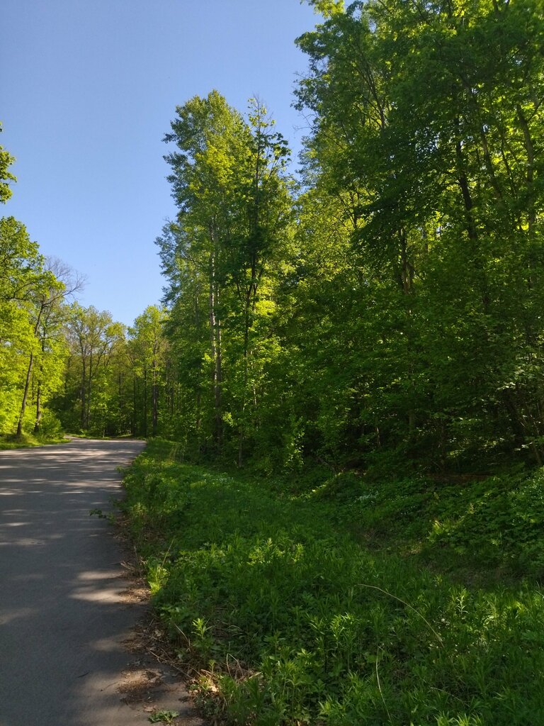 Orman Казённый лес, Lipetskaya oblastı, foto