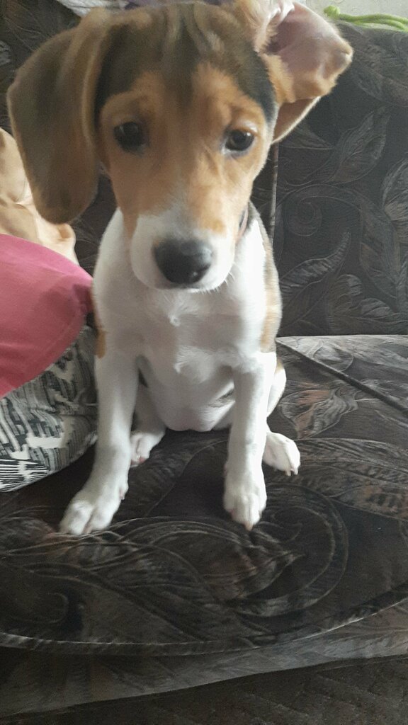 Petshop Сытый пес, Moskova ve Moskovskaya oblastı, foto