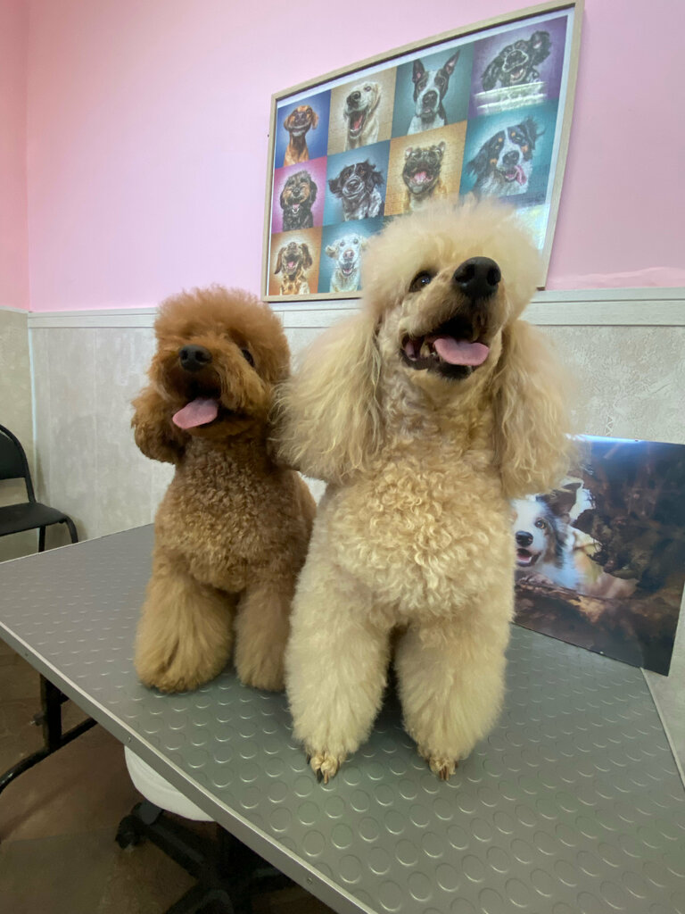 Evcil hayvan kuaförleri Your rural groomer, Moskova ve Moskovskaya oblastı, foto