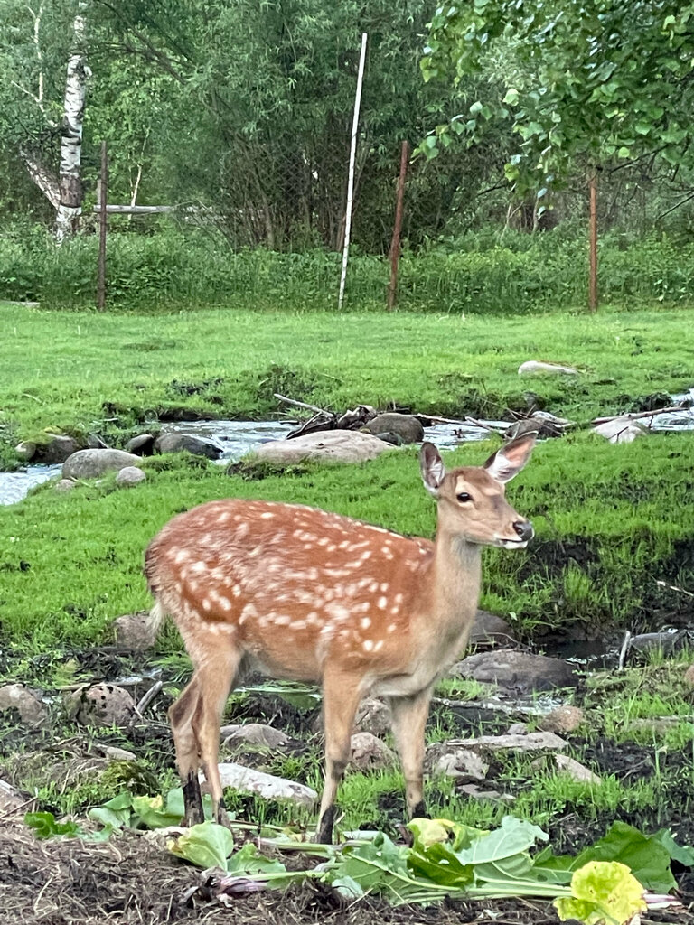 Hayvancılık Тополинский маральник, Altayski krayı, foto