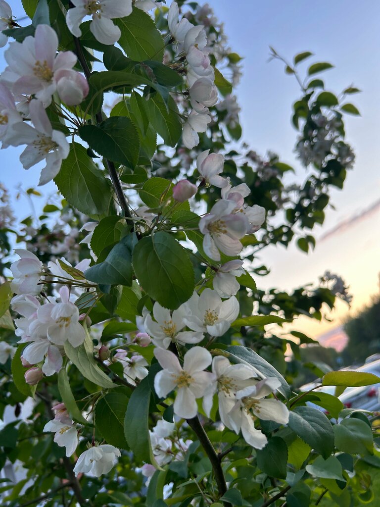 Kültür ve eğlence parkları парк Победы, Tomskaya oblastı, foto