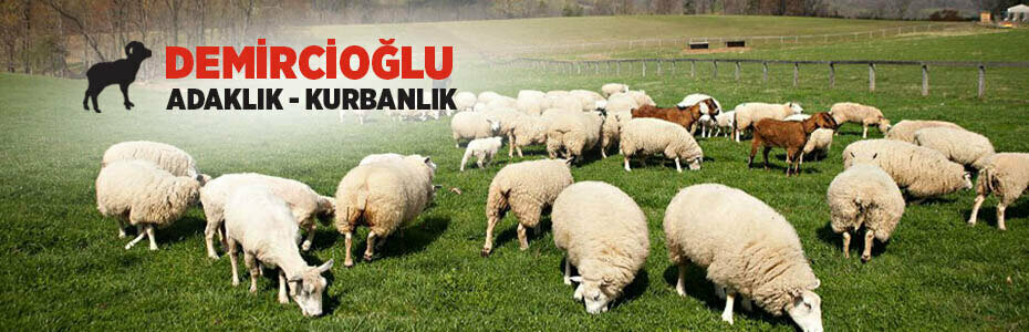Hayvancılık Demircioğlu Adakçı - Konya Adaklık, Konya, foto