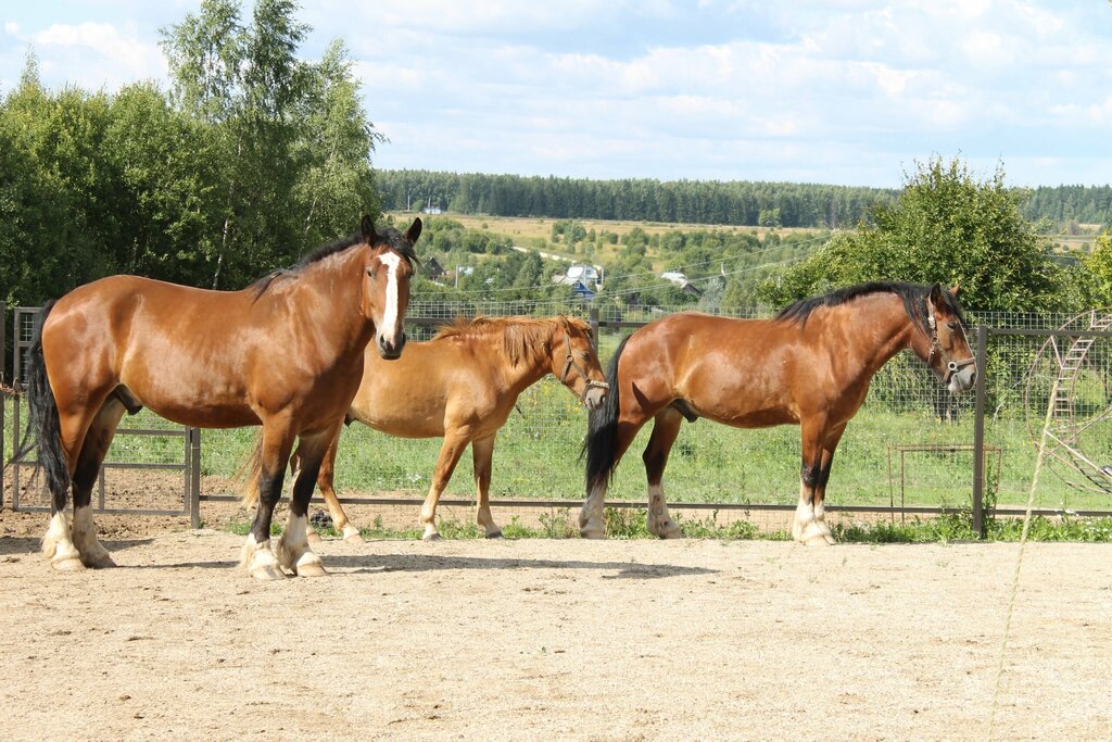 At ve binicilik kulüpleri Конное подворье, Vladimirskaya oblastı, foto