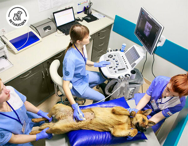 Veteriner klinikleri ВетНаходка, Krasnoznamensk, foto