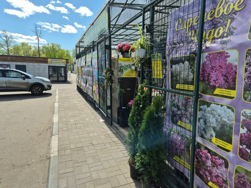 Sera ve bahçe ürünleri Лазаревское цветочный, Yaroslavl, foto