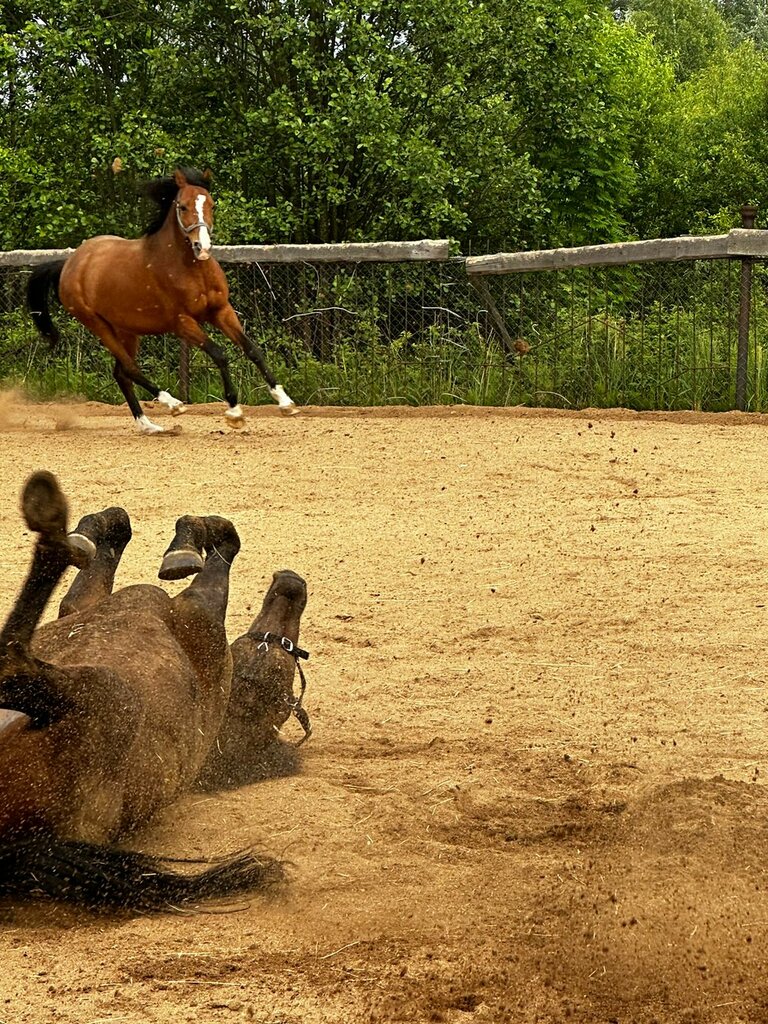 At ve binicilik kulüpleri Кавалетти, Nijegorodskaya oblastı, foto