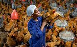 Hybrid Poultry Farm (Lusaka, Chamba Valley), tarımsal altyapı  Lusaka'dan