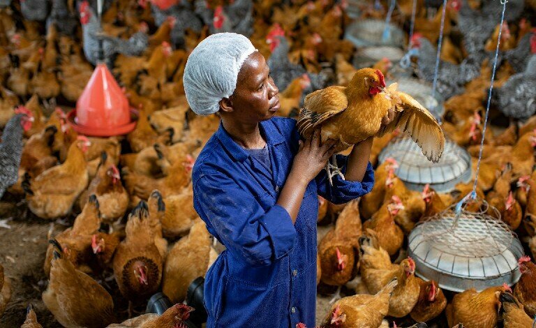 Tarımsal altyapı Hybrid Poultry Farm, Lusaka, foto