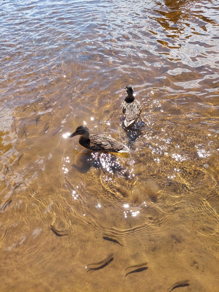 Plaj Пляж, Tverskaya oblastı, foto