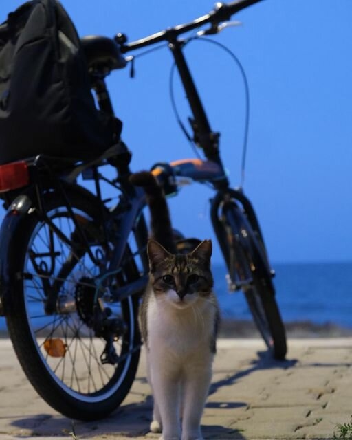 Bisiklet kiralama Mersin Bisiklet Kiralama, Mersin, foto