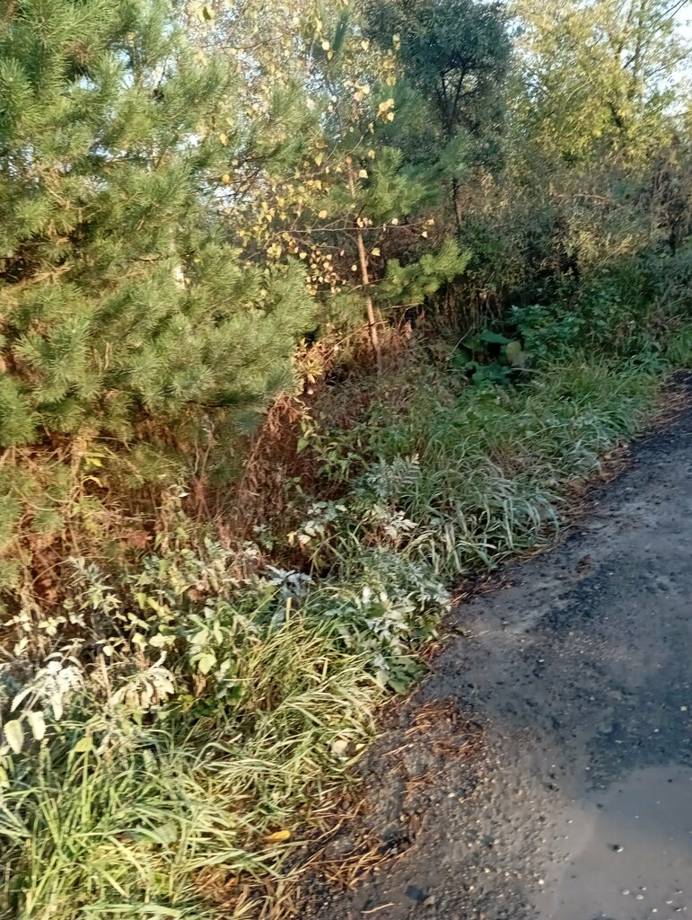 Ucuzluk mağazası Fix Price, İvanovskaya oblastı, foto