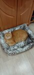 Друг (ulitsa Kuybysheva No:1), petshop  Pavlovo'dan